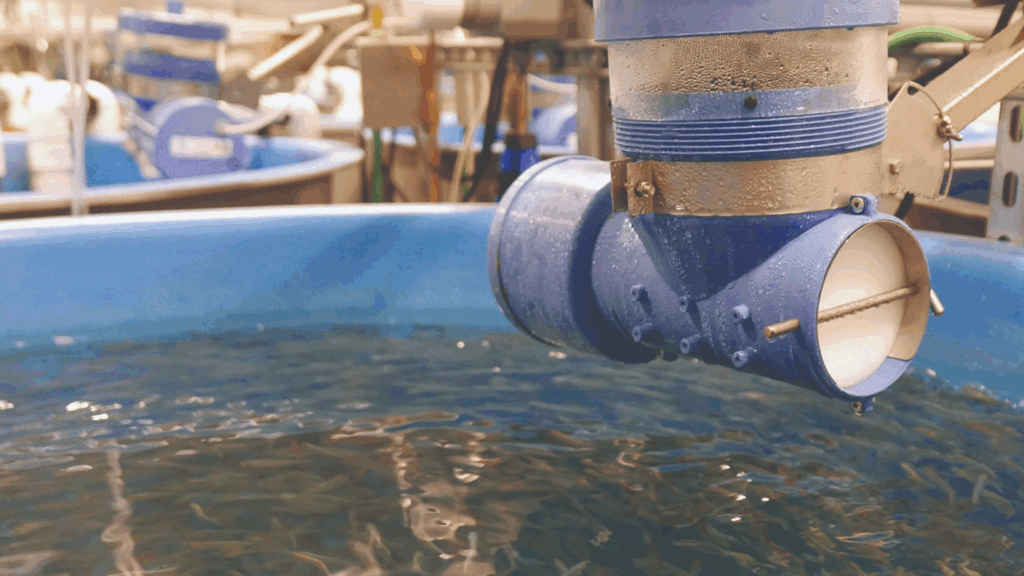 Automatic Fish Feeding Systems for Aquaculture | Integrated-Aqua